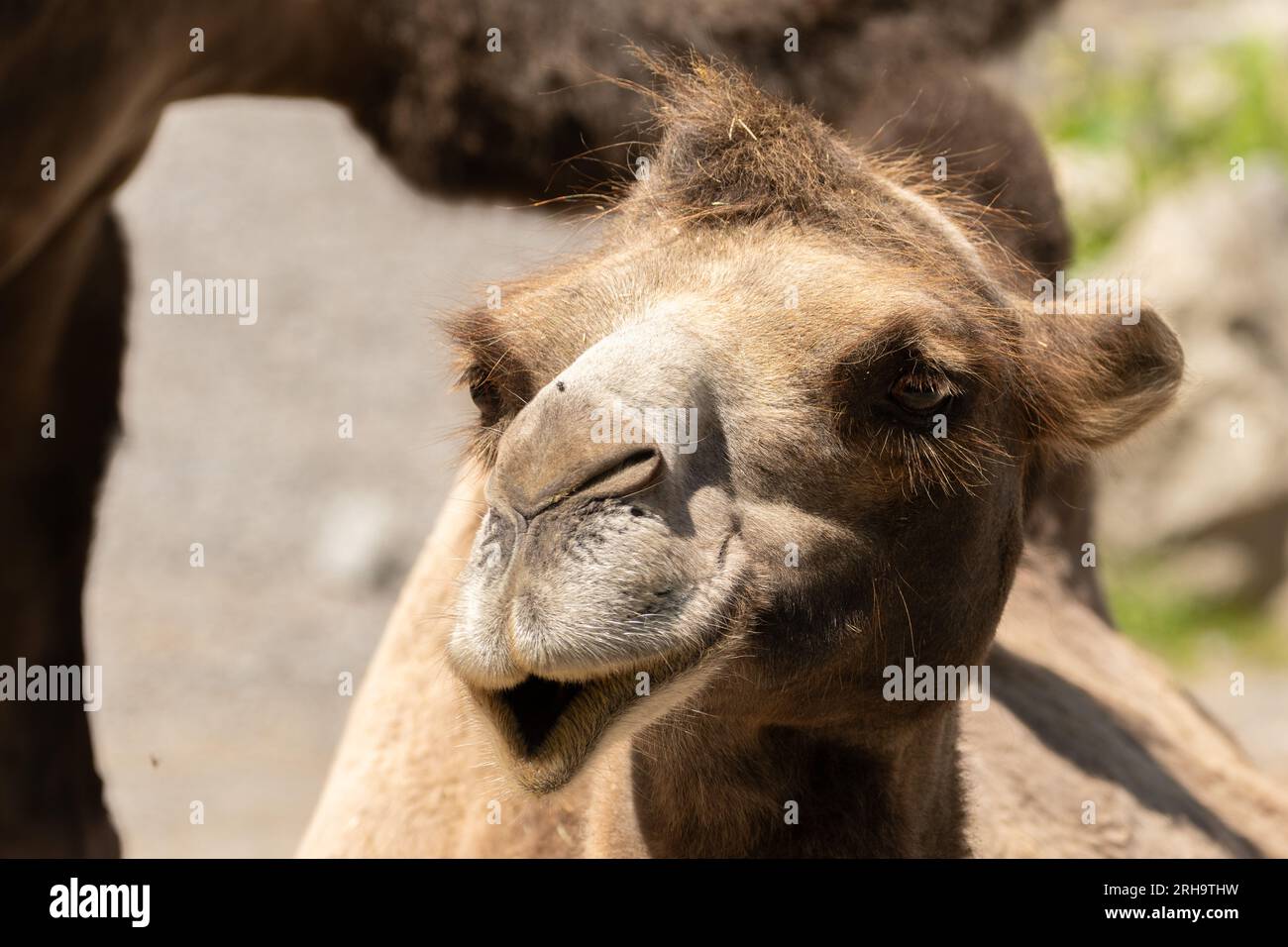 Zurich, Switzerland, August 3, 2023 Wild Bactrian Camel or Camelus ...