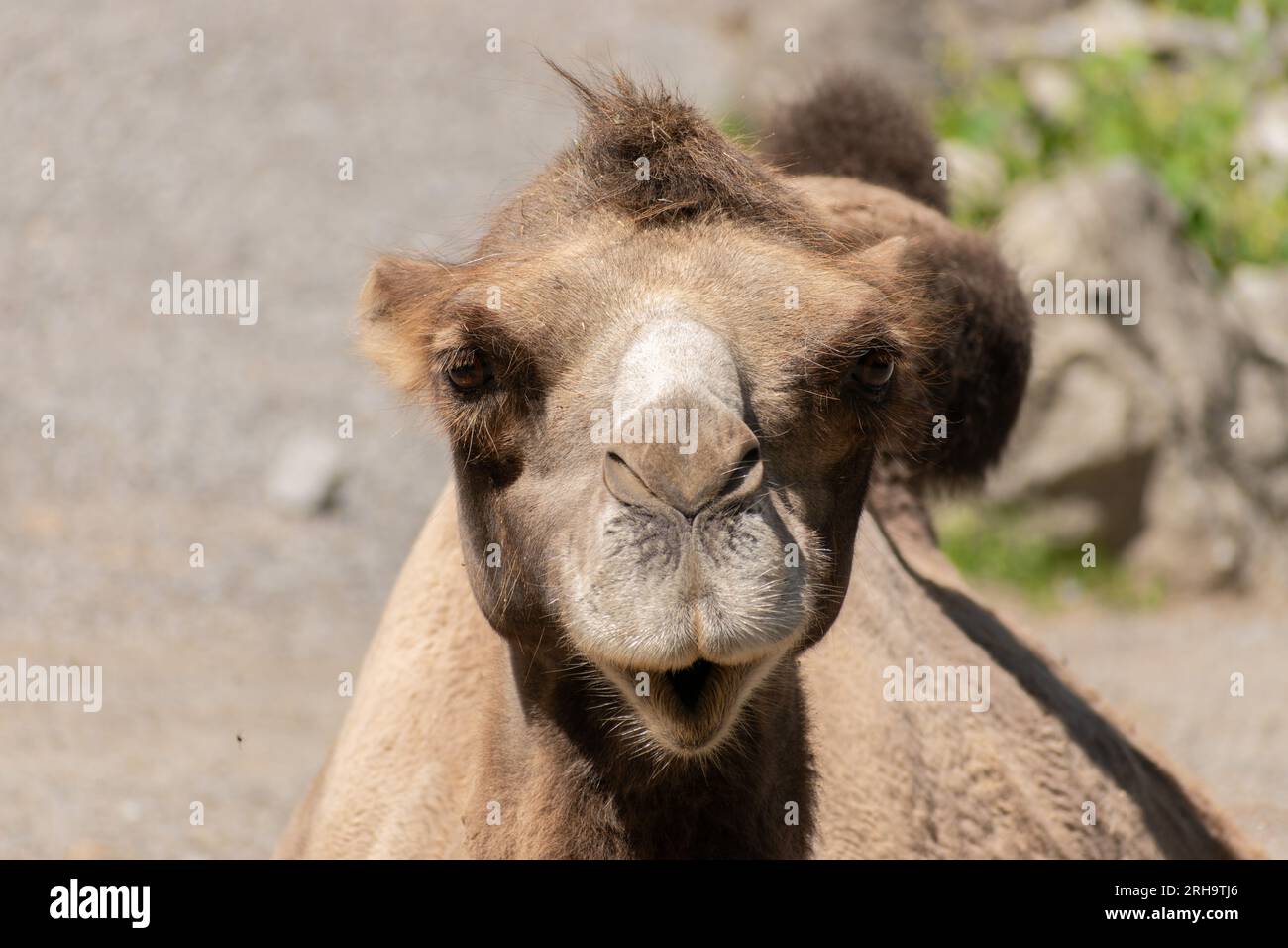 Zurich, Switzerland, August 3, 2023 Wild Bactrian Camel or Camelus ...