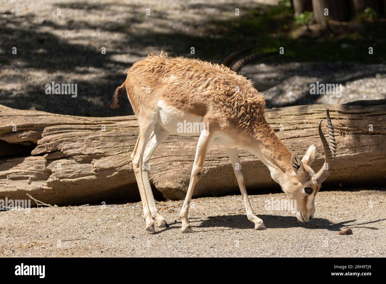 Zurich, Switzerland, August 3, 2023 Goitered Gazelle or Gazella ...