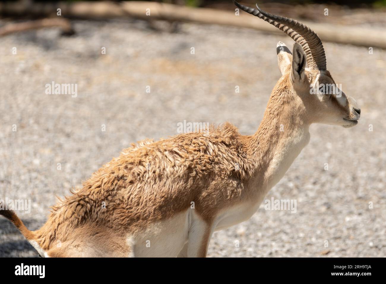 Zurich, Switzerland, August 3, 2023 Goitered Gazelle or Gazella ...