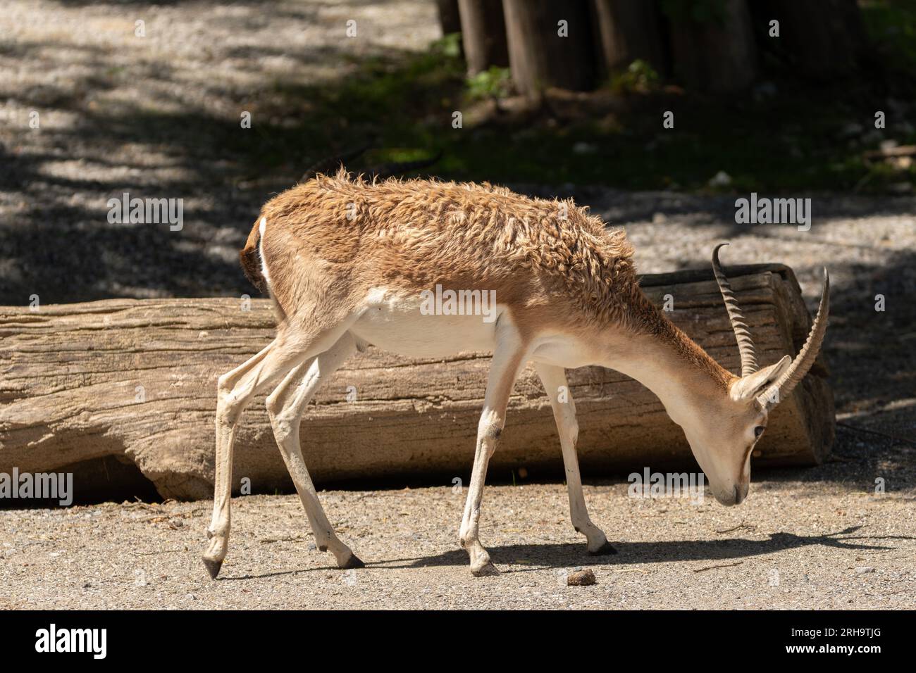 Zurich, Switzerland, August 3, 2023 Goitered Gazelle or Gazella ...