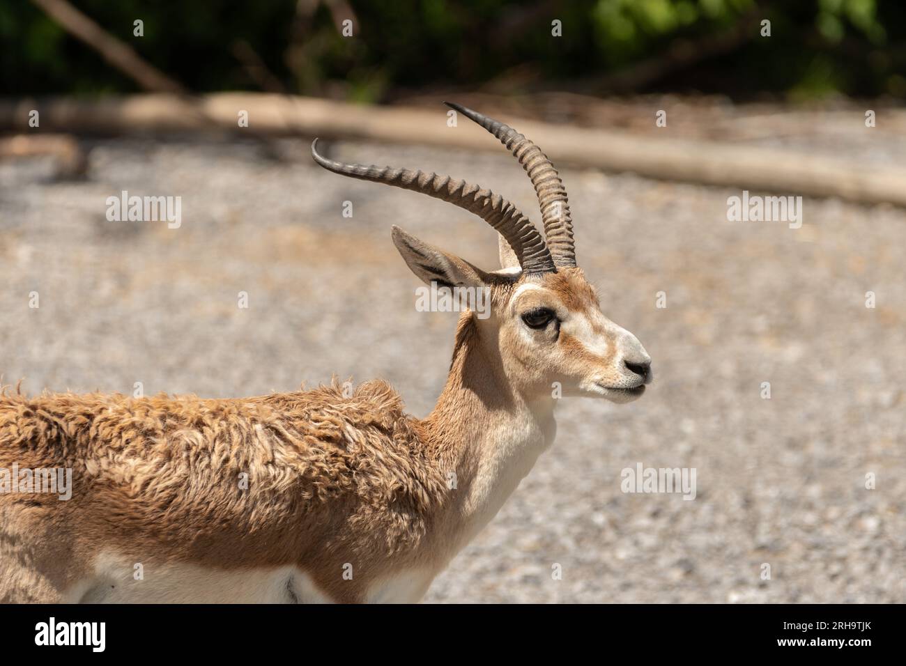 Zurich, Switzerland, August 3, 2023 Goitered Gazelle or Gazella ...