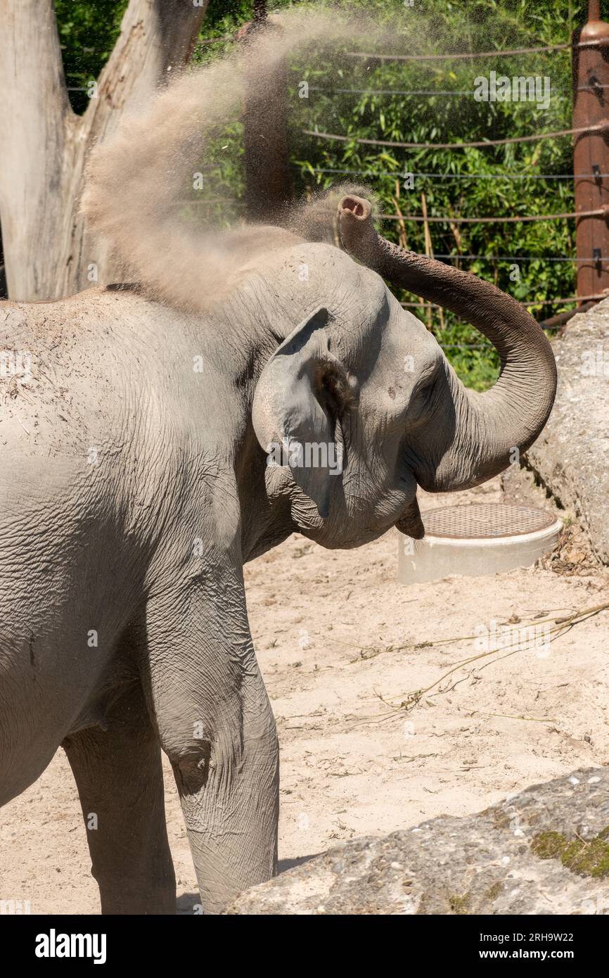 Zurich zoo elephant hi-res stock photography and images - Alamy