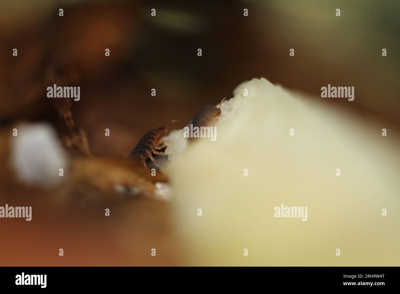 isopods woodlouse pill bugs merulanella sp vietnam Stock Photo - Alamy