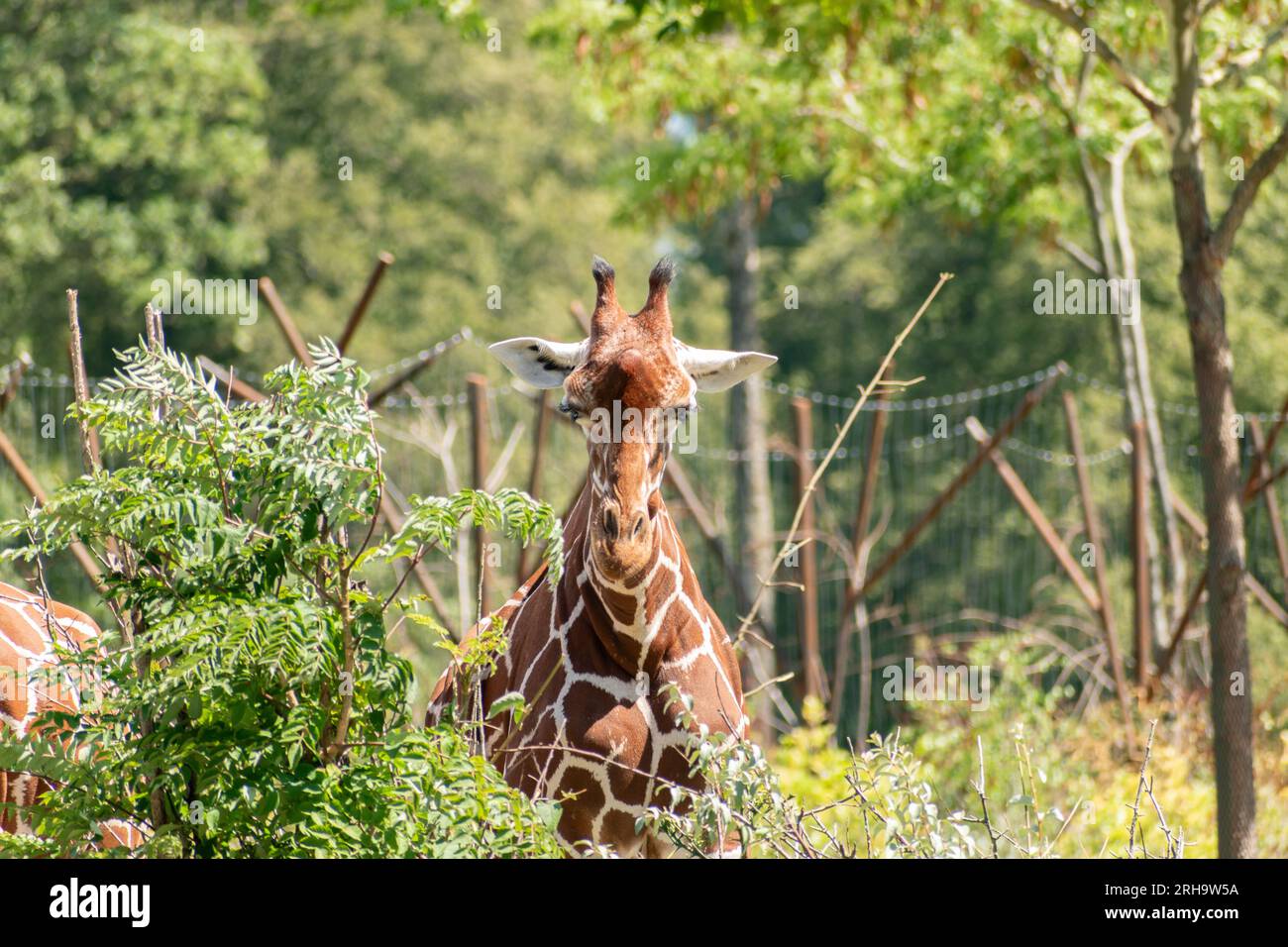 Giraffe scientist hi-res stock photography and images - Alamy