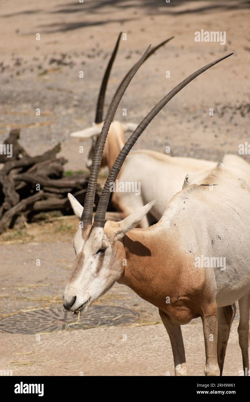 Arabian oryx oryx leucoryx arabian hi-res stock photography and images ...