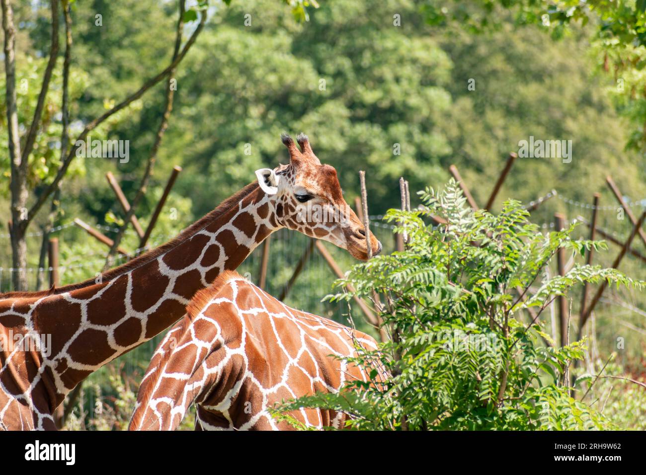 Giraffe scientist hi-res stock photography and images - Alamy