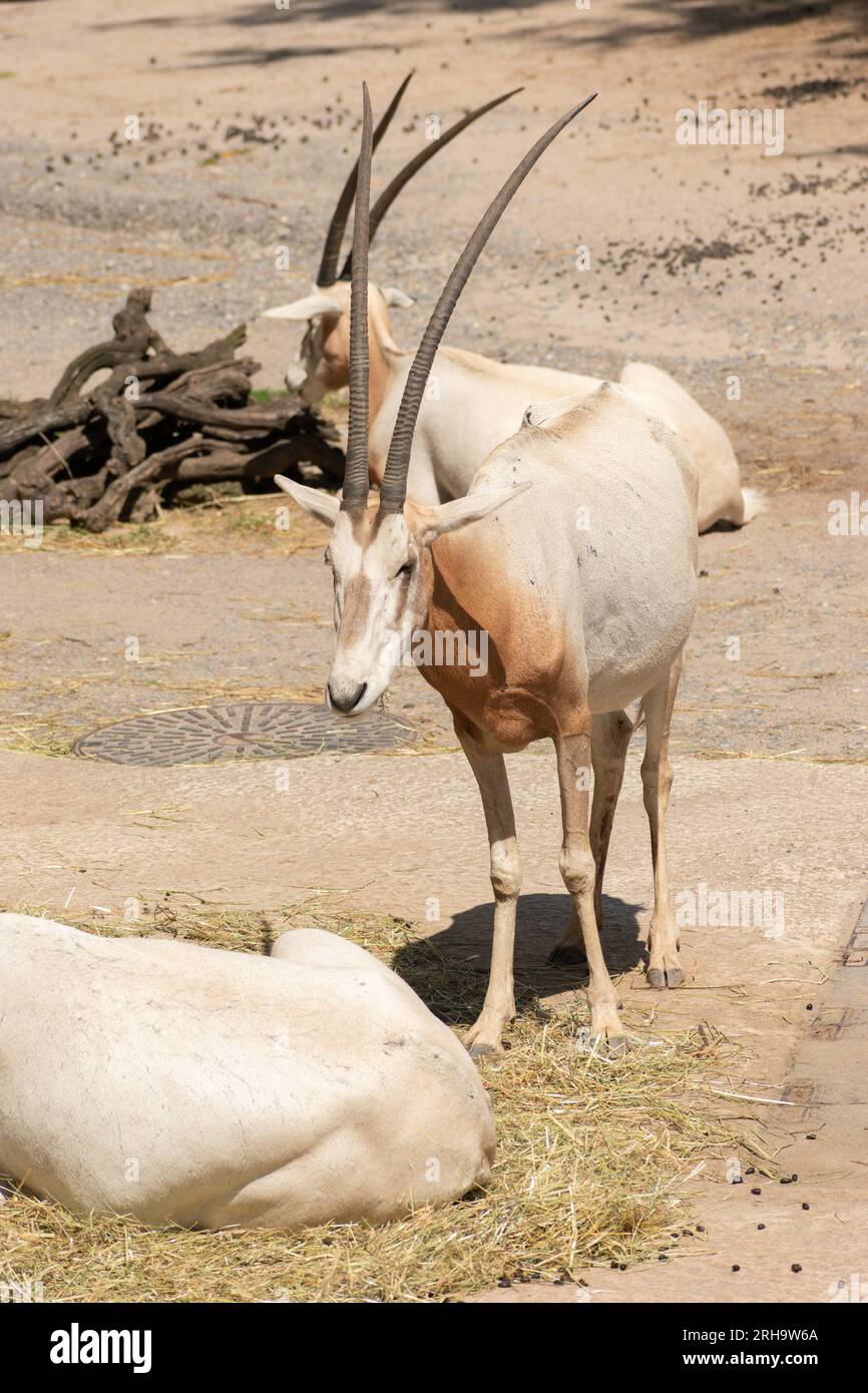 Arabian oryx oryx leucoryx arabian hi-res stock photography and images ...