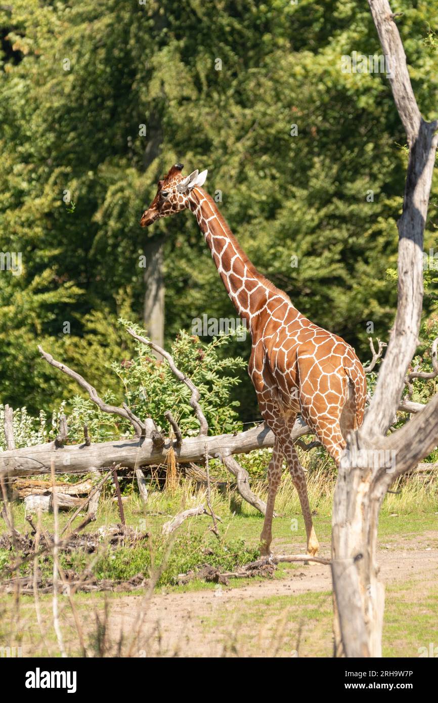 Giraffe scientist hi-res stock photography and images - Alamy