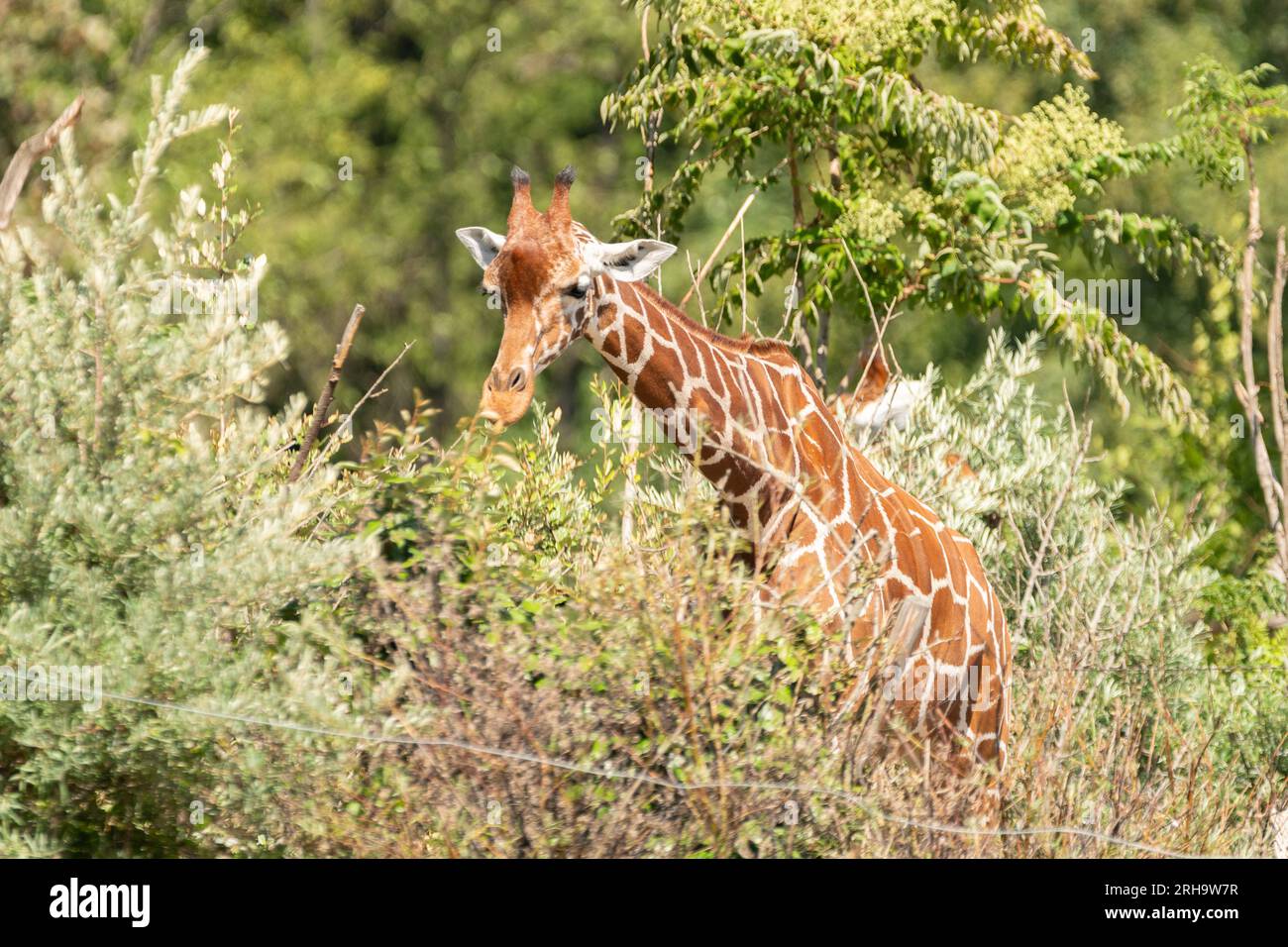 Giraffe scientist hi-res stock photography and images - Alamy