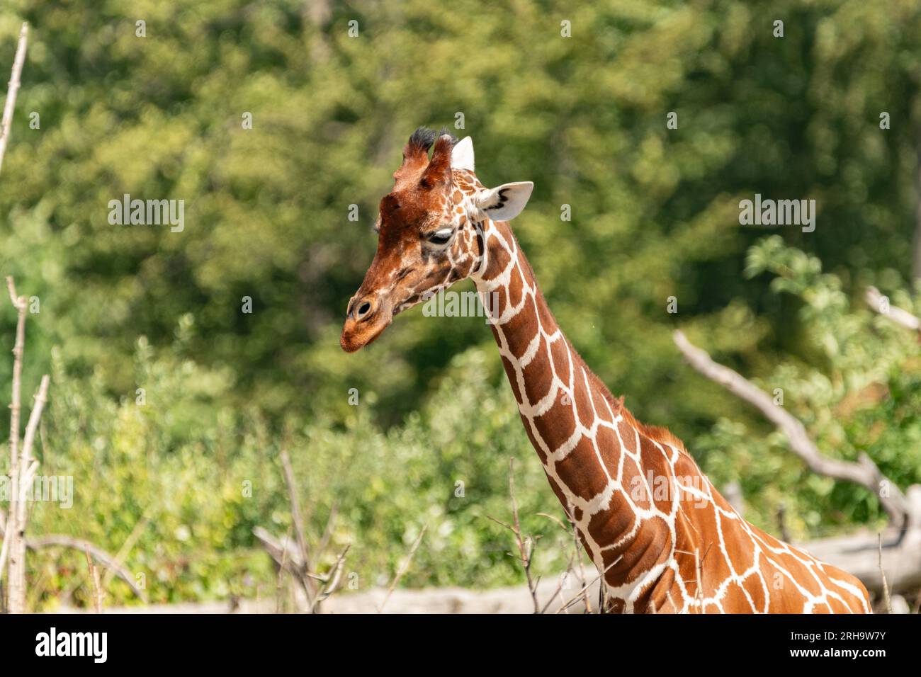 Giraffe scientist hi-res stock photography and images - Alamy