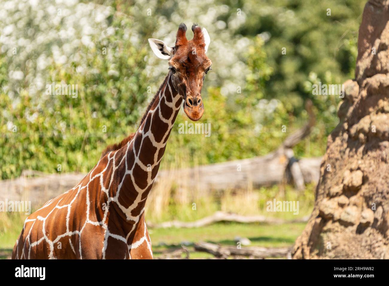 Giraffe scientist hi-res stock photography and images - Alamy