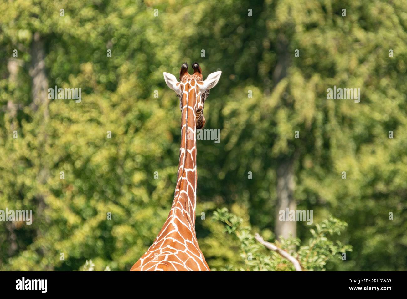 Giraffe scientist hi-res stock photography and images - Alamy