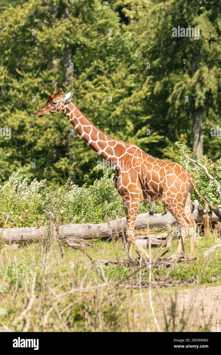 Giraffe scientist hi-res stock photography and images - Alamy