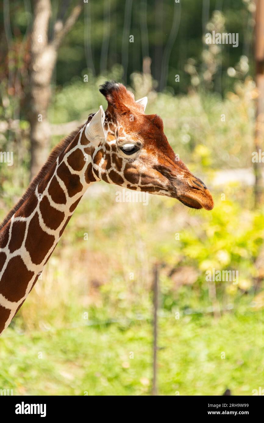 Giraffe scientist hi-res stock photography and images - Alamy