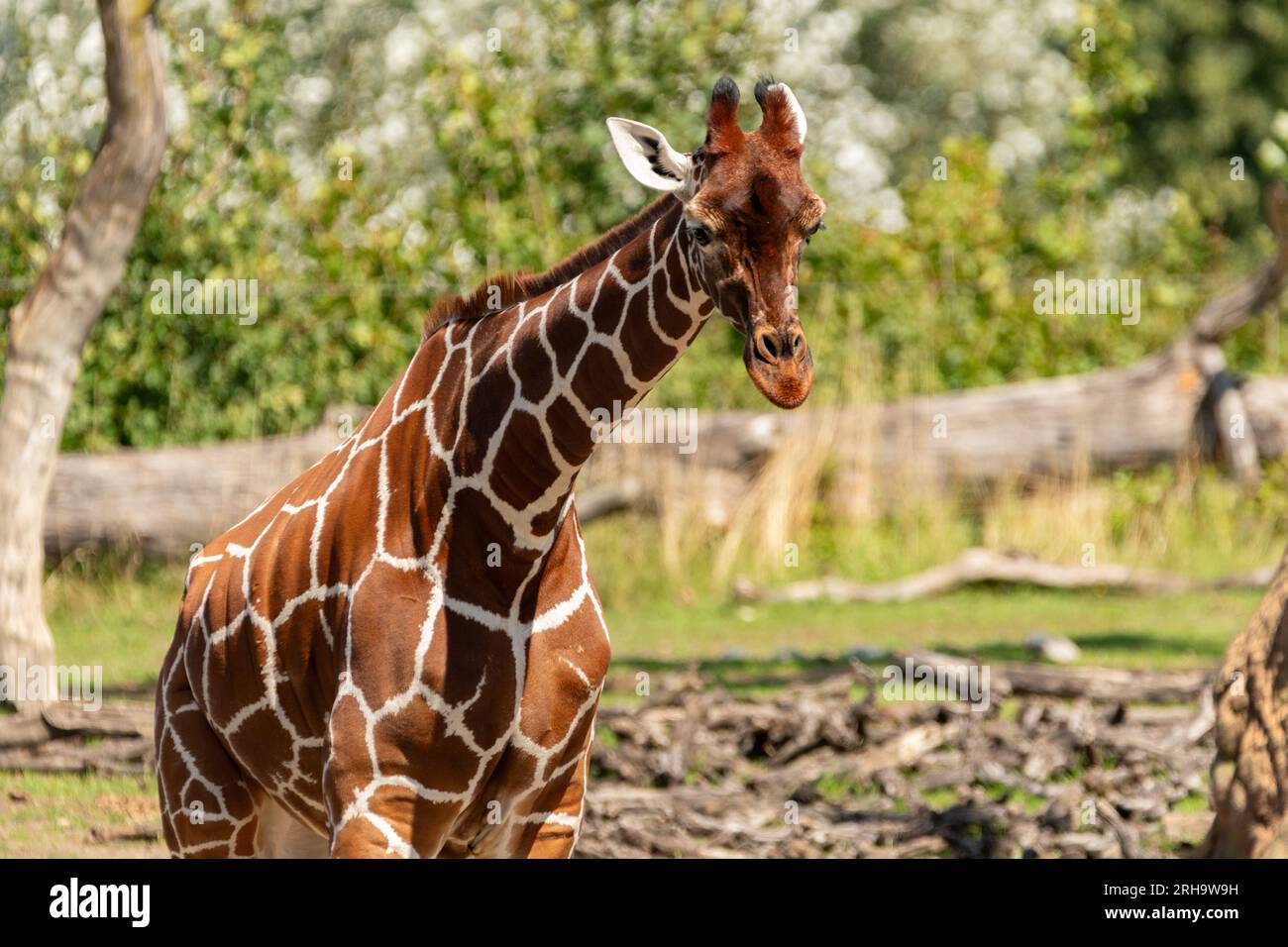 Giraffe scientist hi-res stock photography and images - Alamy