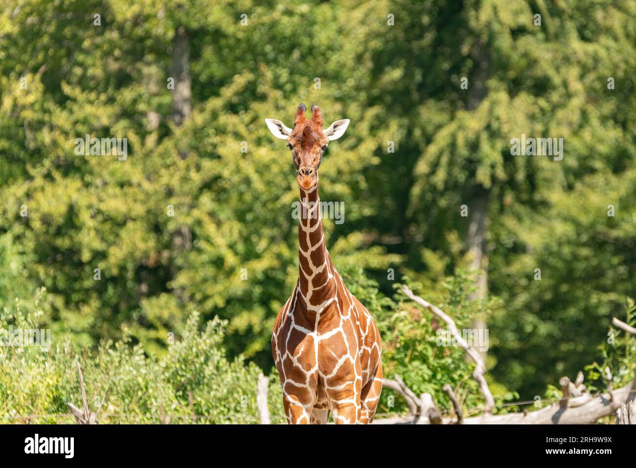 Giraffe scientist hi-res stock photography and images - Alamy