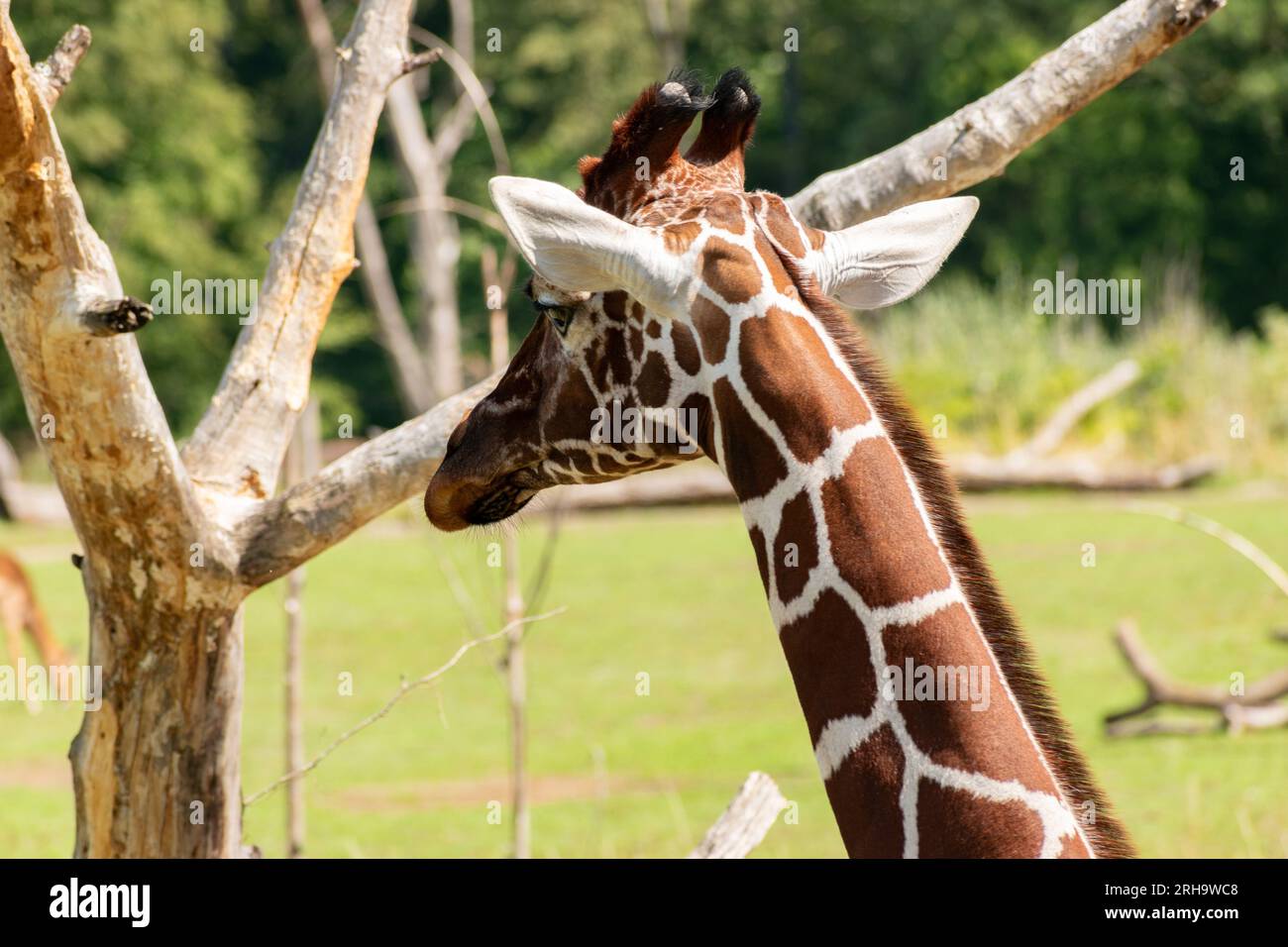 Giraffe scientist hi-res stock photography and images - Alamy