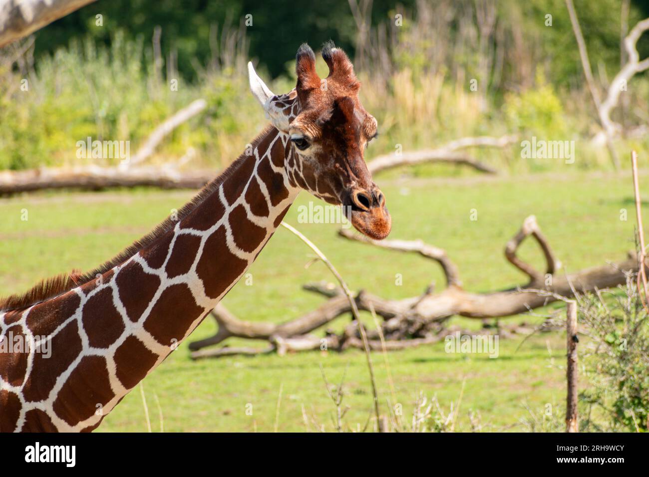 Giraffe scientist hi-res stock photography and images - Alamy