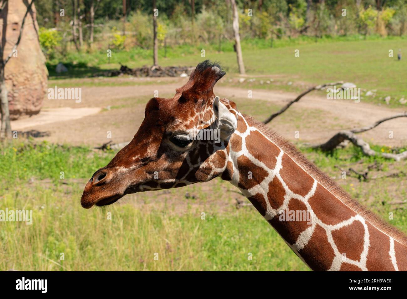 Zurich, Switzerland, August 3, 2023 Reticulated Giraffe or Giraffa ...
