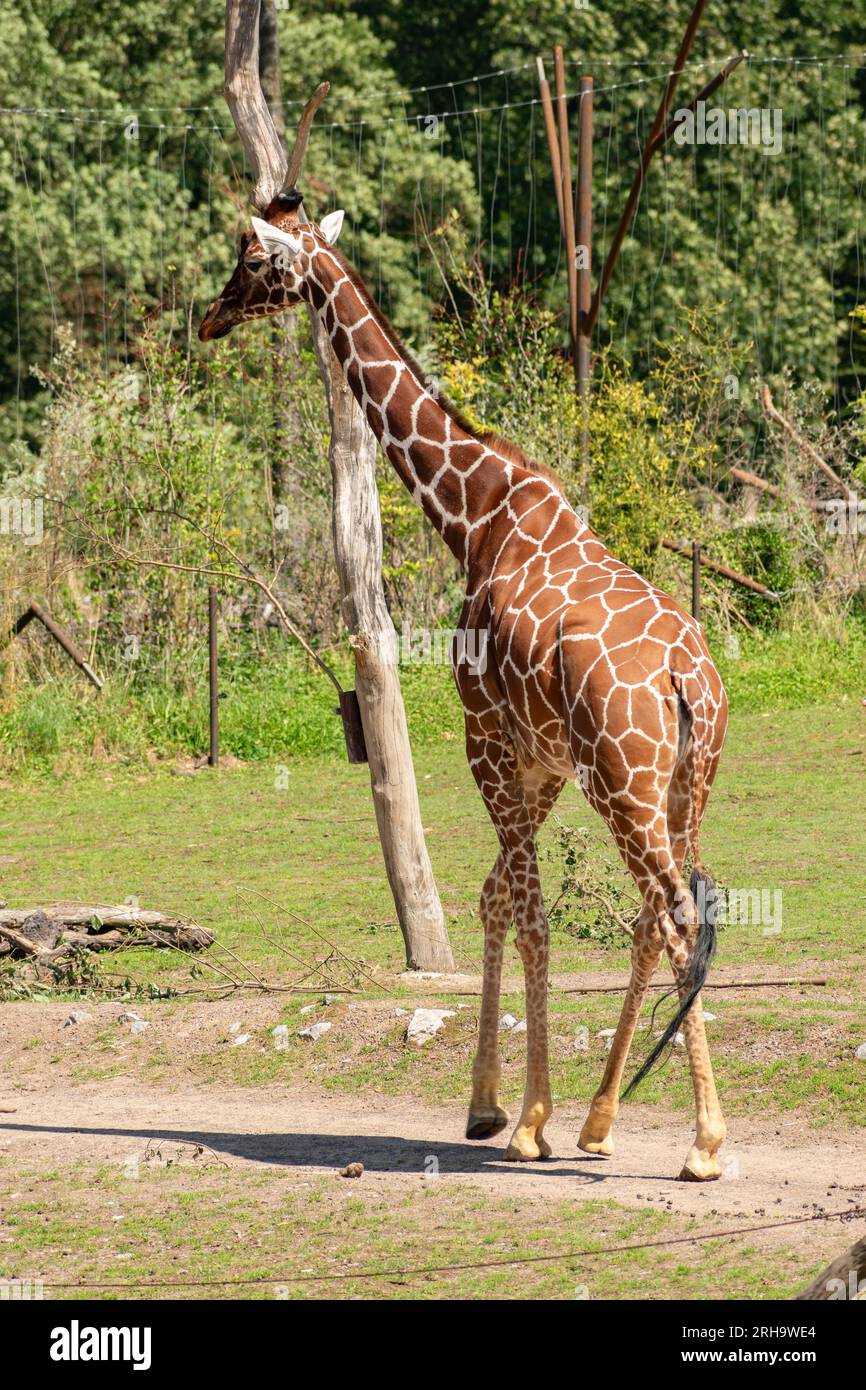 Giraffe scientist hi-res stock photography and images - Alamy