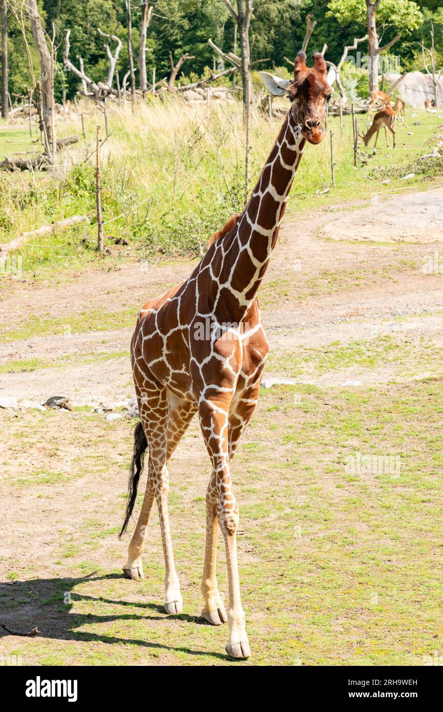 Giraffe scientist hi-res stock photography and images - Alamy