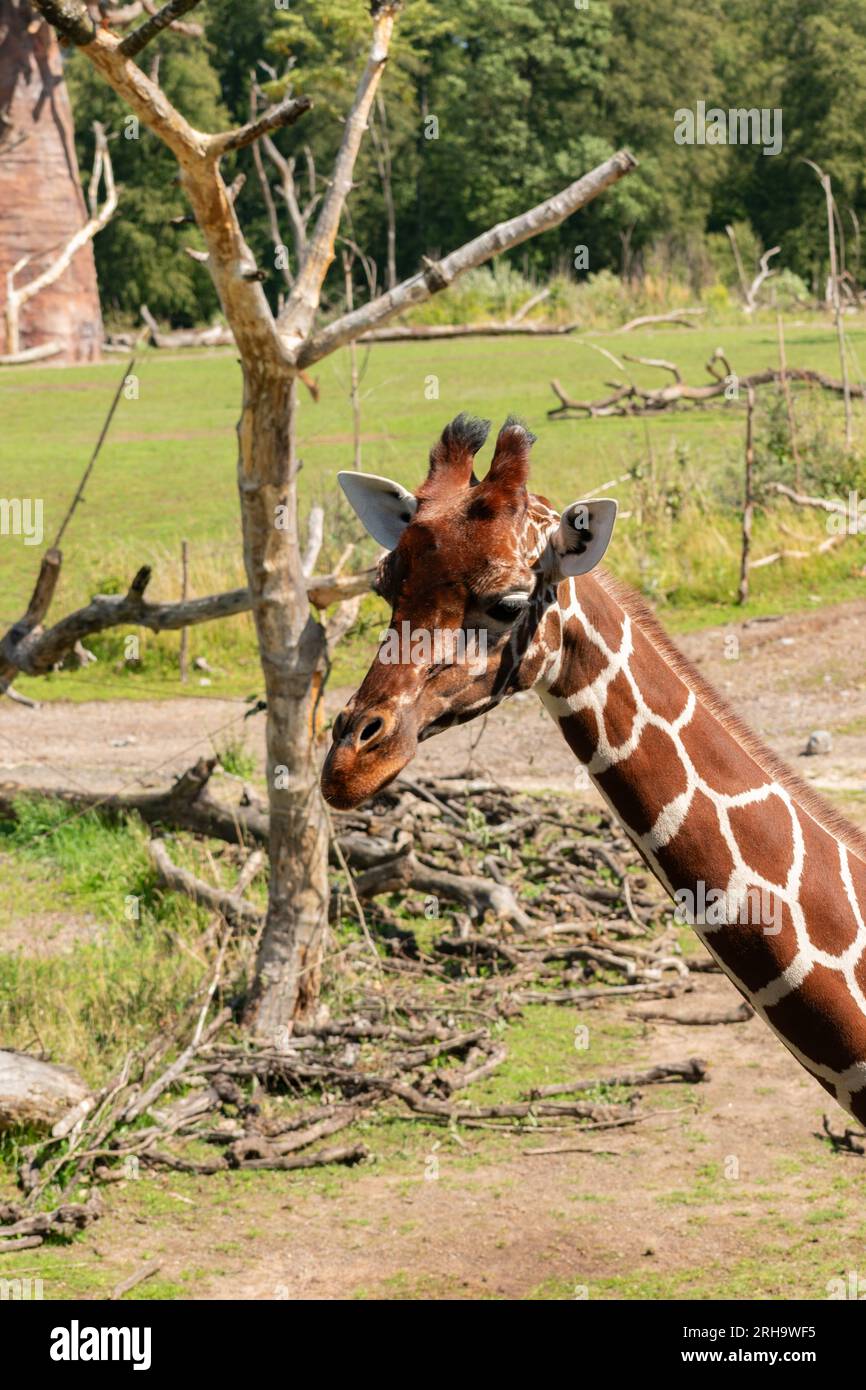 Giraffe scientist hi-res stock photography and images - Alamy