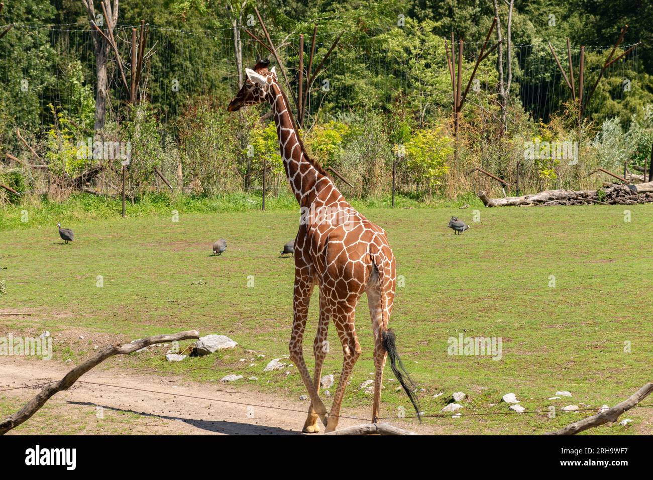 Giraffe scientist hi-res stock photography and images - Alamy