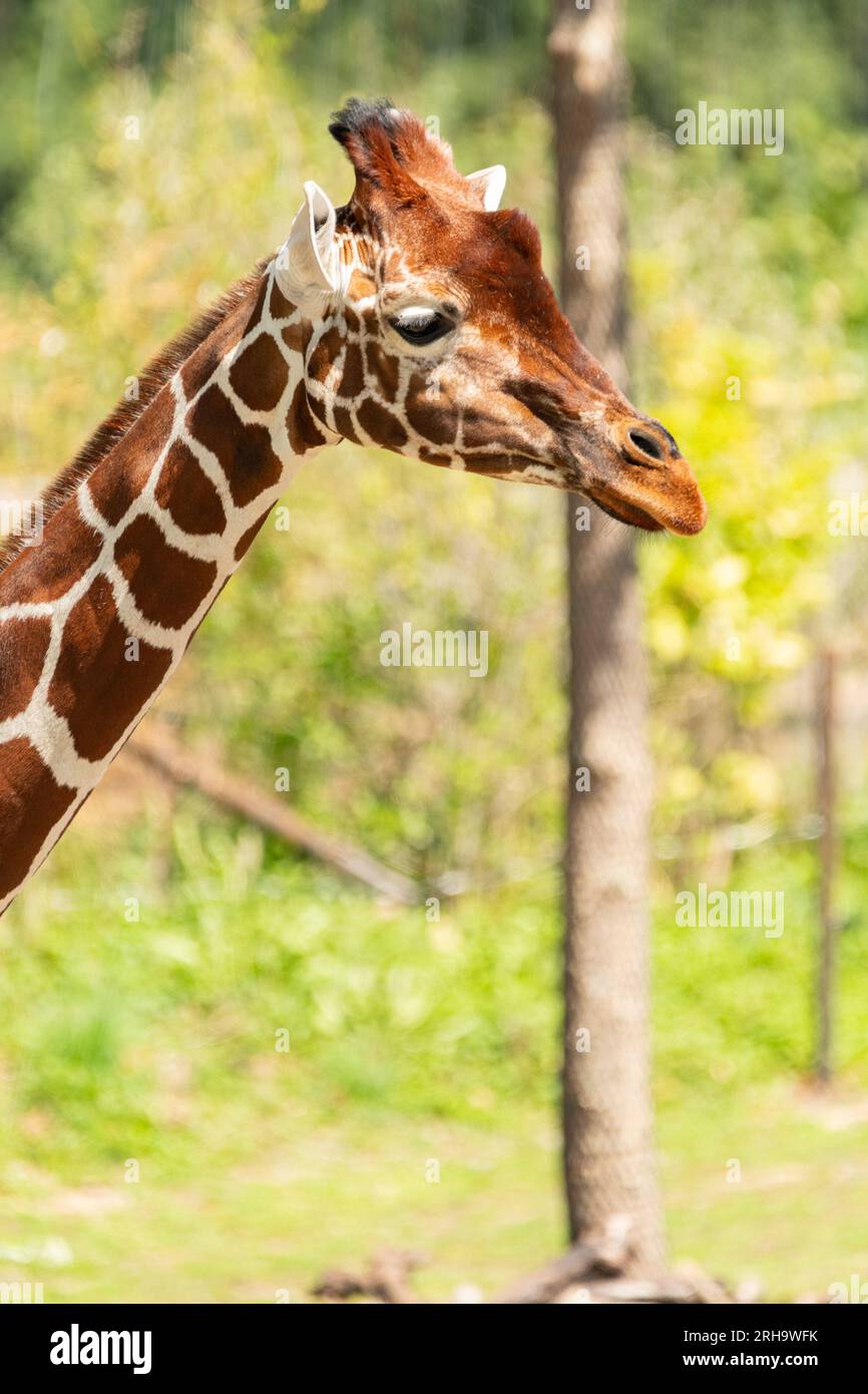 Giraffe scientist hi-res stock photography and images - Alamy