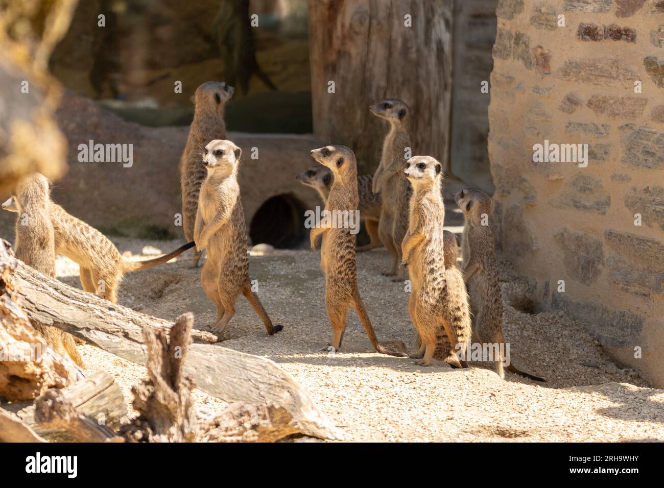 Suricatta species hi-res stock photography and images - Alamy