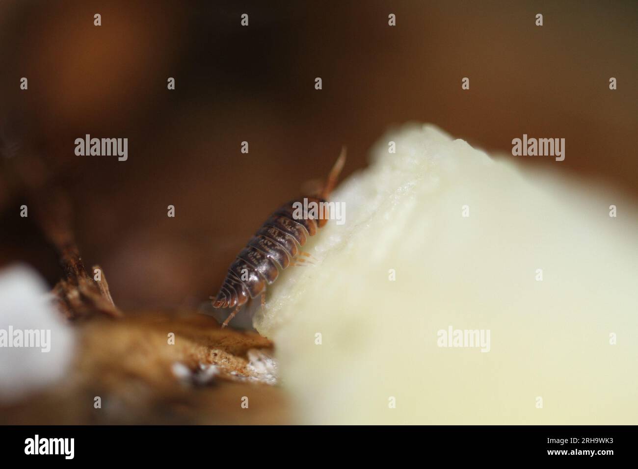 isopods woodlouse pill bugs merulanella sp vietnam Stock Photo - Alamy
