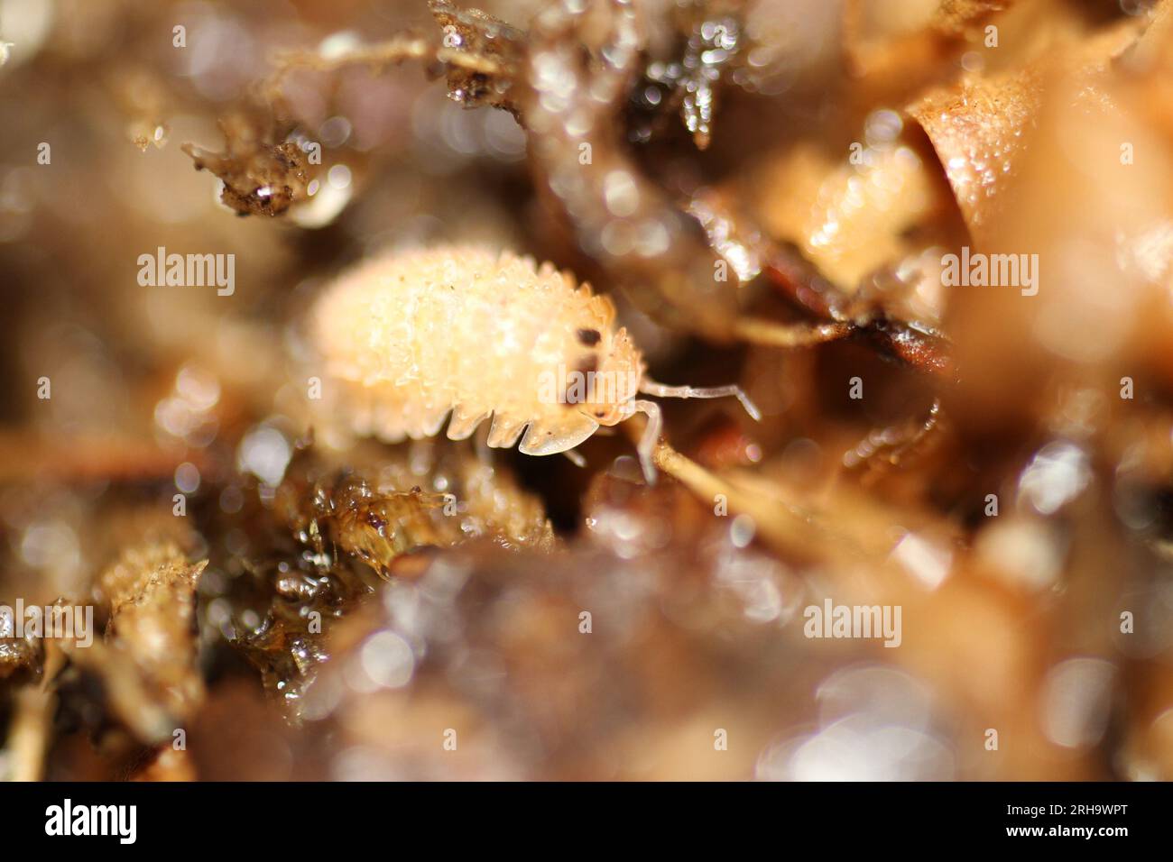isopods woodlouse pill bugs cristarmadillidium muricatum Stock Photo ...