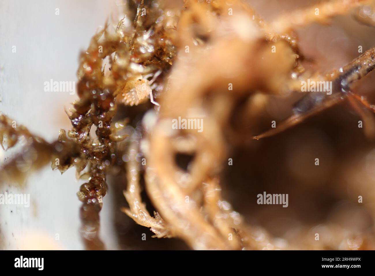 isopods woodlouse pill bugs cristarmadillidium muricatum Stock Photo ...