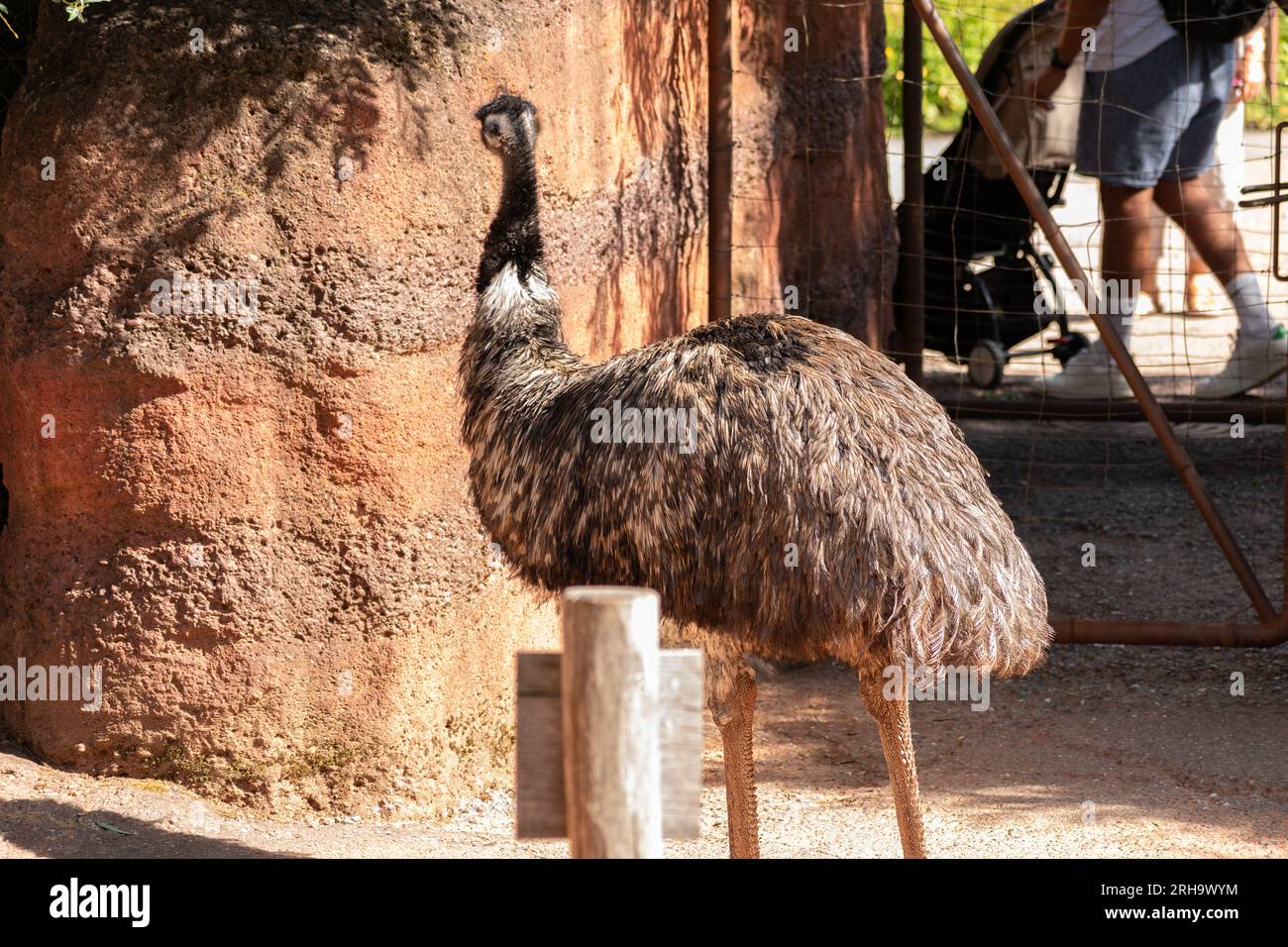 Adorable emu hi-res stock photography and images - Alamy