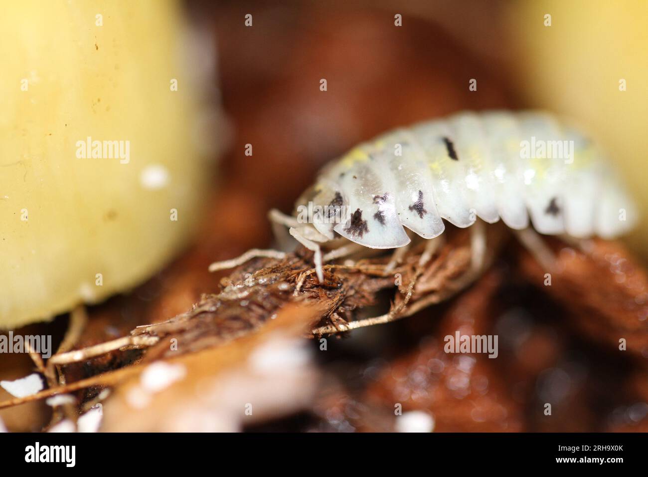 isopods woodlouse pill bugs armadillidium vulgare magic potion Stock ...