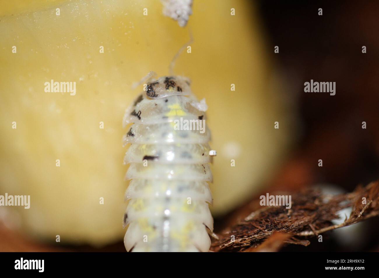 isopods woodlouse pill bugs armadillidium vulgare magic potion Stock ...