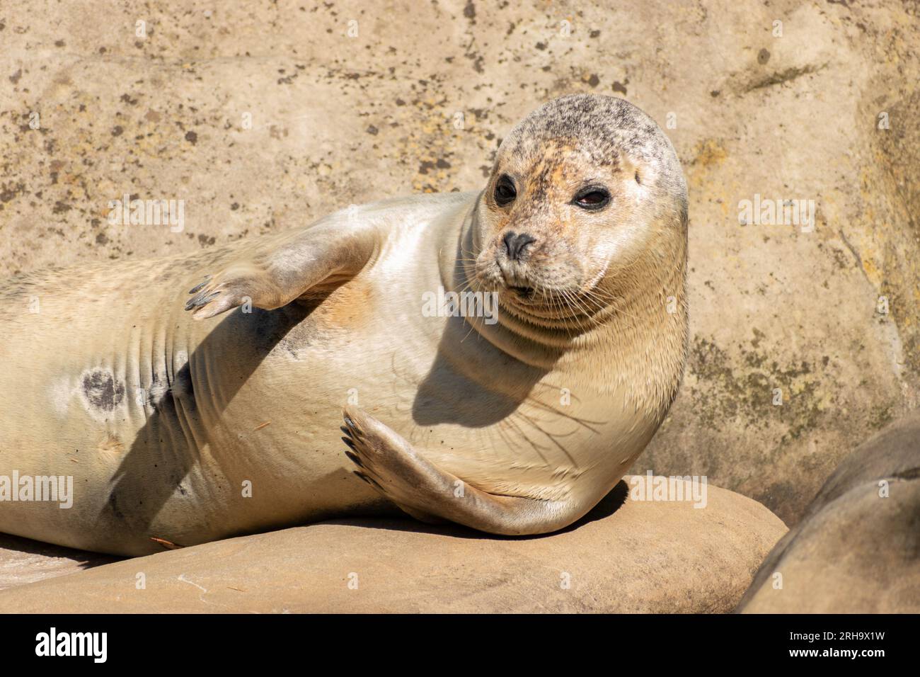Zurich, Switzerland, August 3, 2023 Harbor Seal or Phoca Vitulina ...
