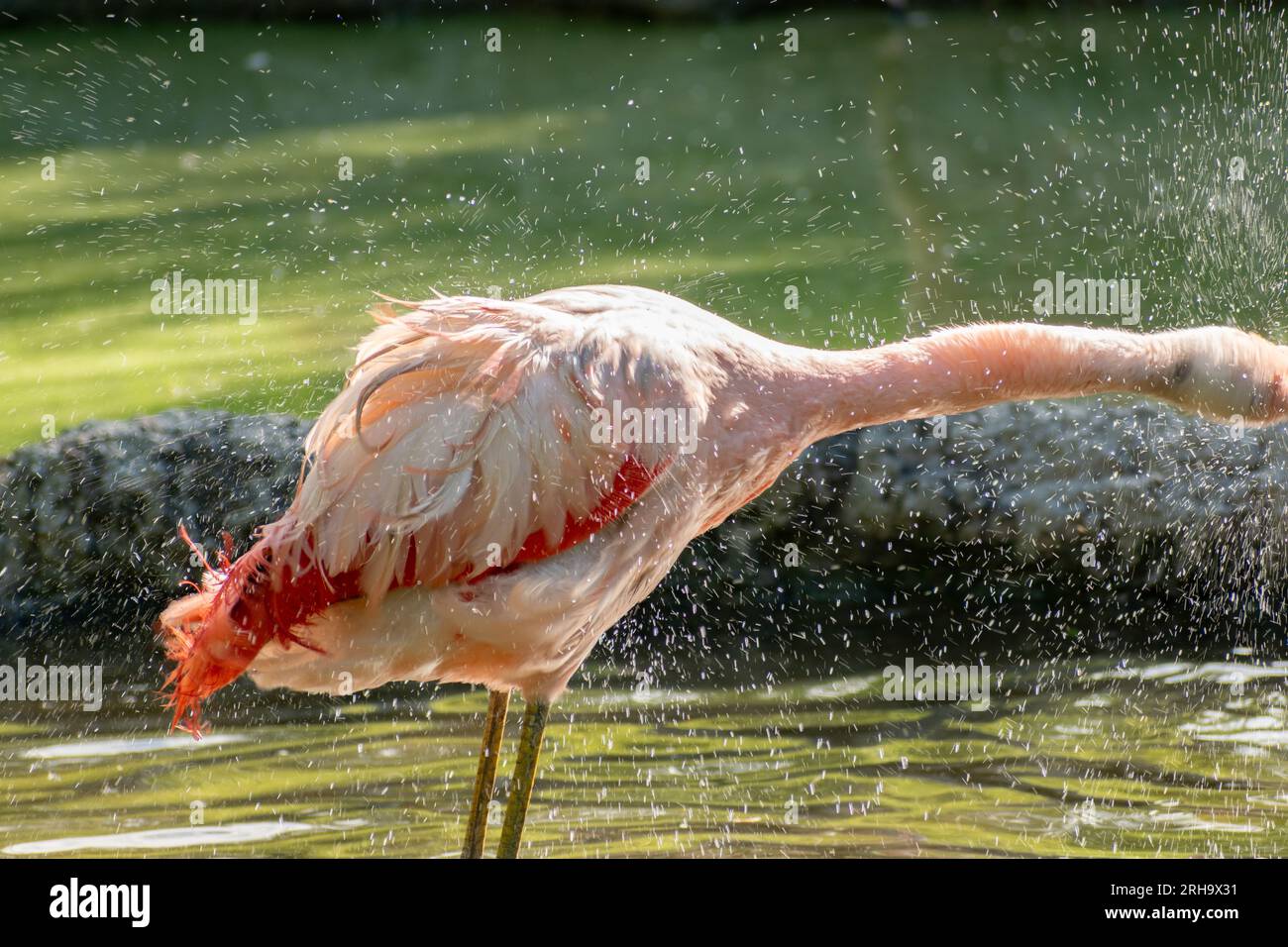 Flamingo spotting hi-res stock photography and images - Alamy