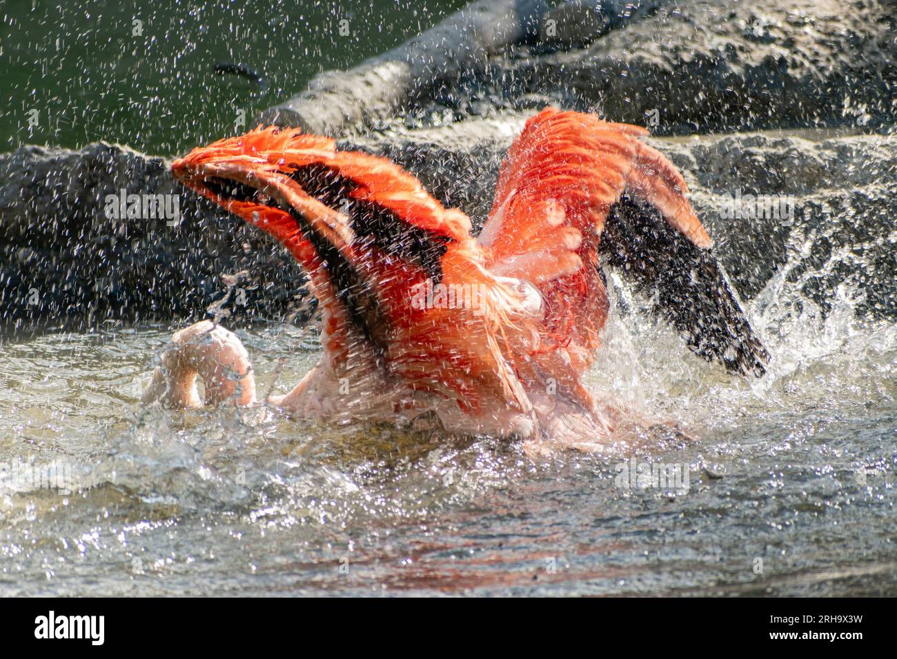 Flamingo spotting hi-res stock photography and images - Alamy