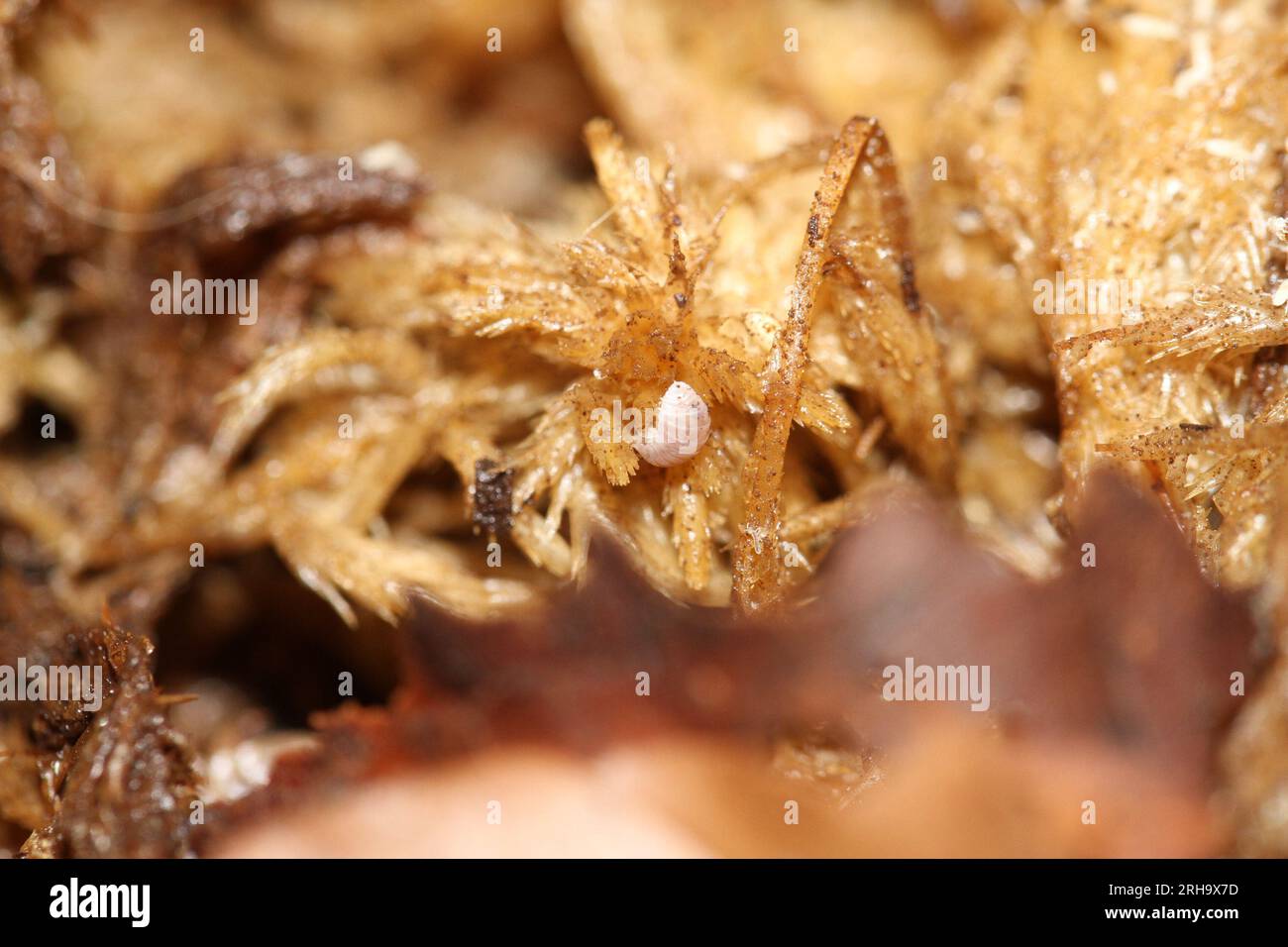 isopods woodlouse pill bugs merulanella sp vietnam Stock Photo - Alamy