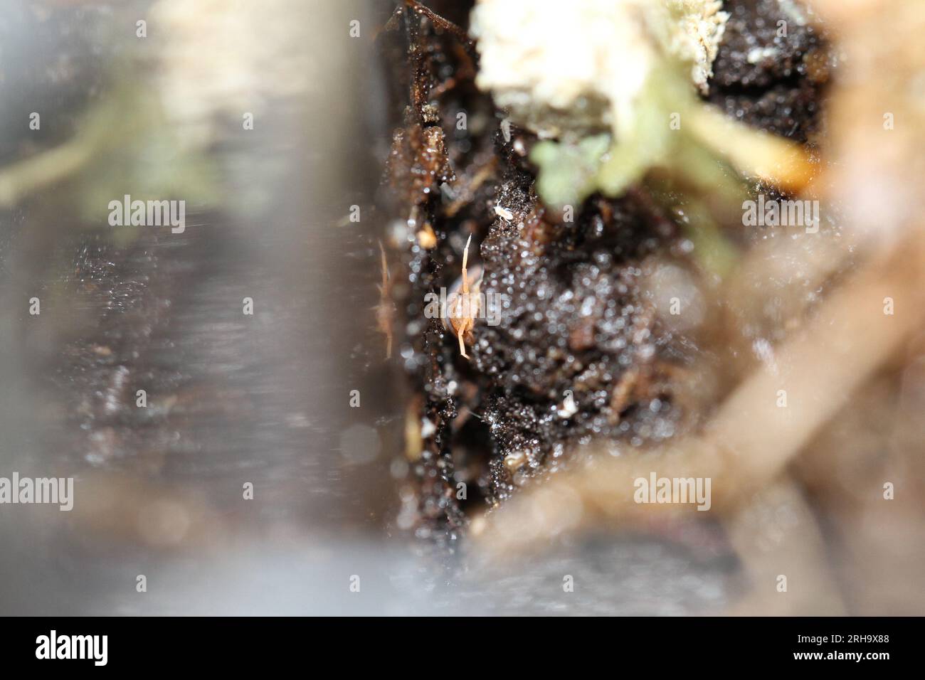 isopods woodlouse pill bugs merulanella sp vietnam Stock Photo - Alamy