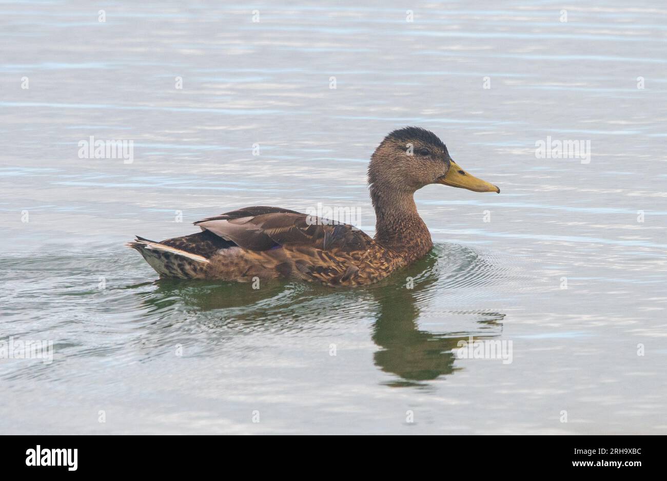 Eclipse male hi-res stock photography and images - Alamy