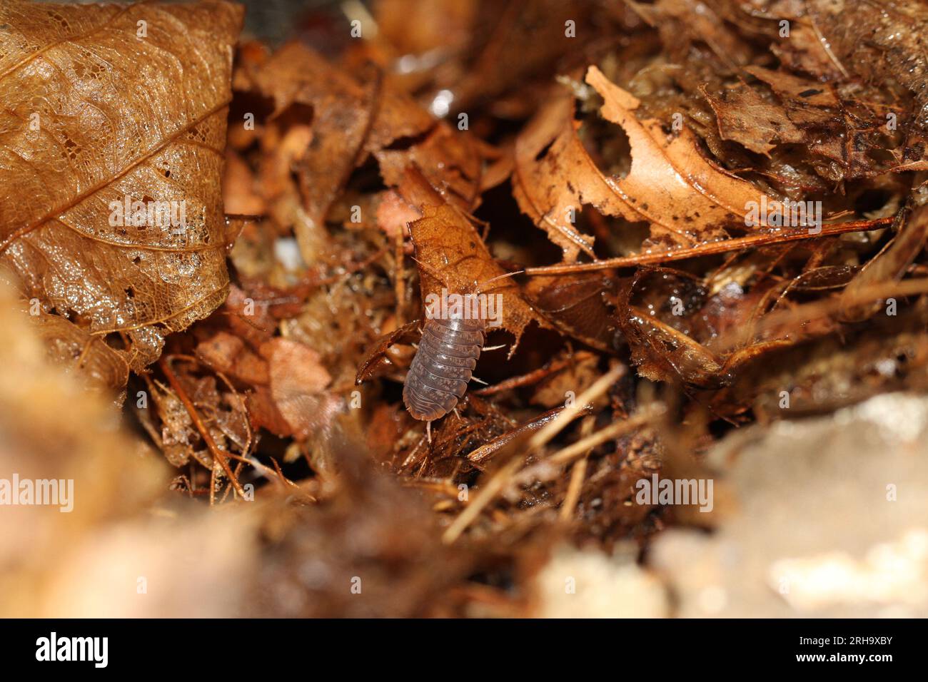 isopods woodlouse pill bugs merulanella sp vietnam Stock Photo - Alamy