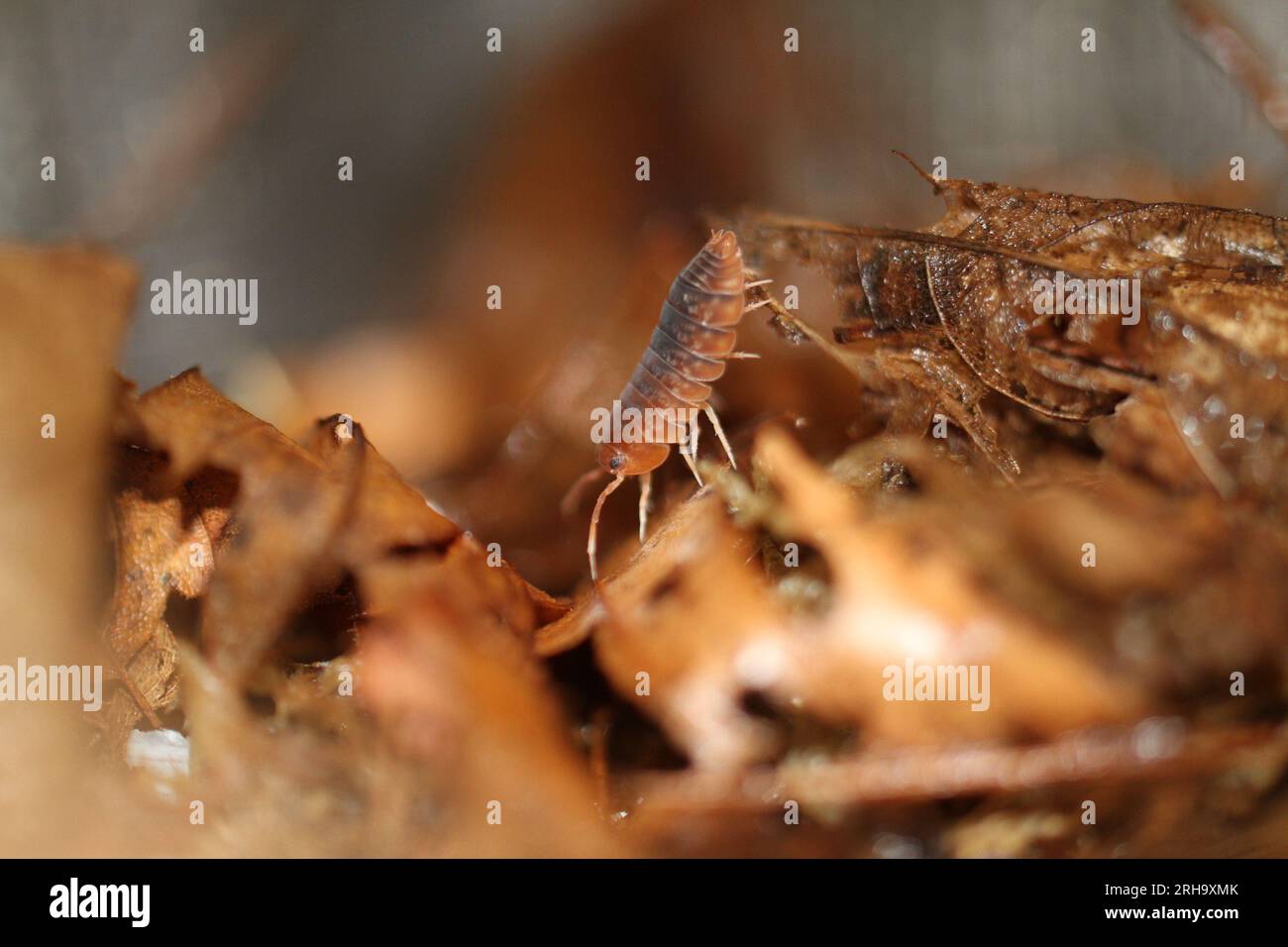 isopods woodlouse pill bugs merulanella sp vietnam Stock Photo - Alamy