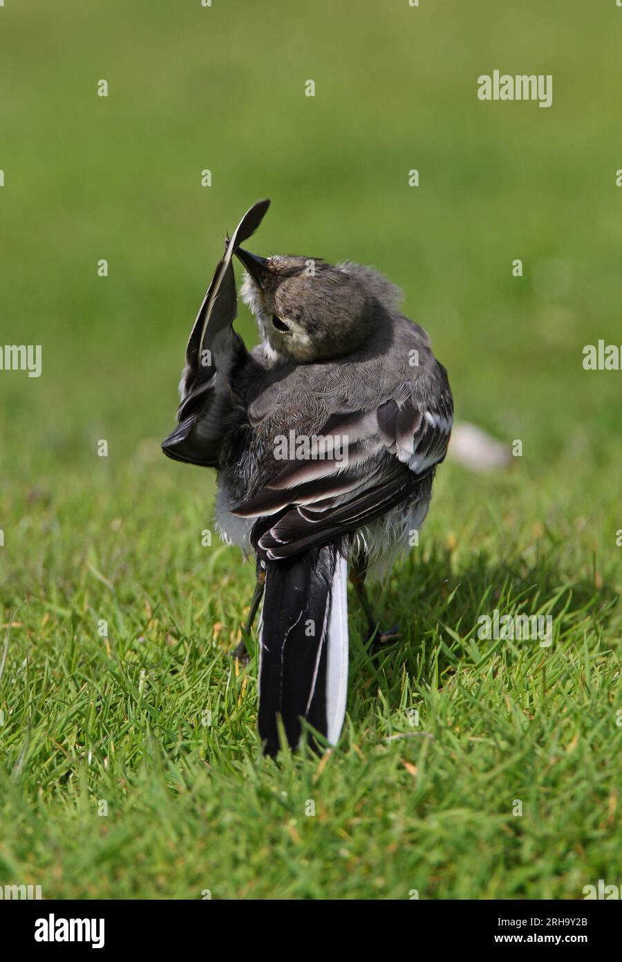 Preening wing after bathing hi-res stock photography and images - Alamy