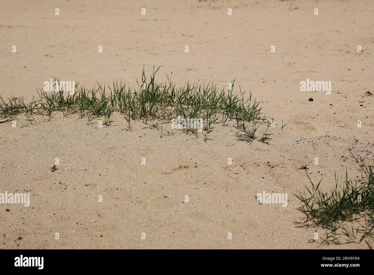 Wild grasses growing on the sand dunes Stock Photo - Alamy