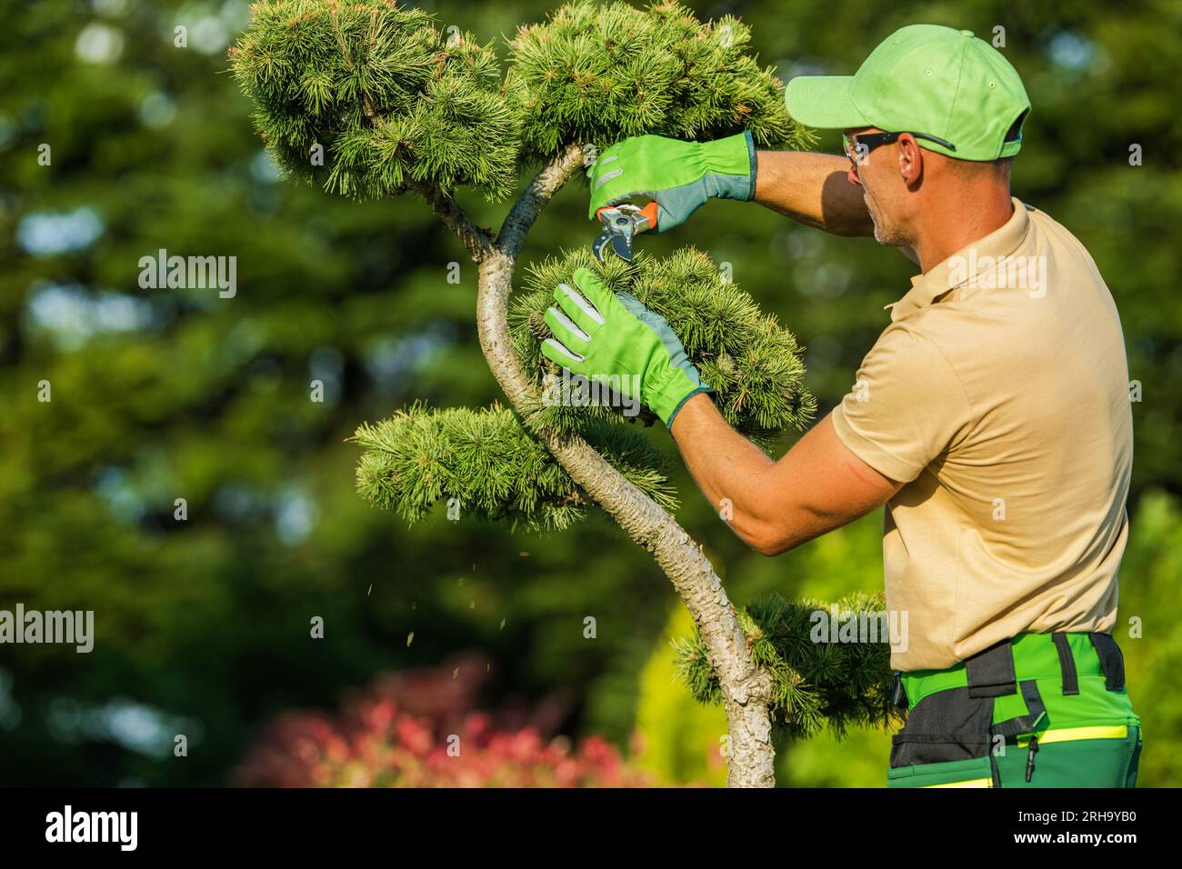 Professional Gardener Pruning Decorative Trees Inside a Mature Garden ...