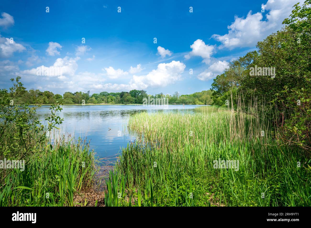 Natural greenery in southern England. View across the lake with reeds ...