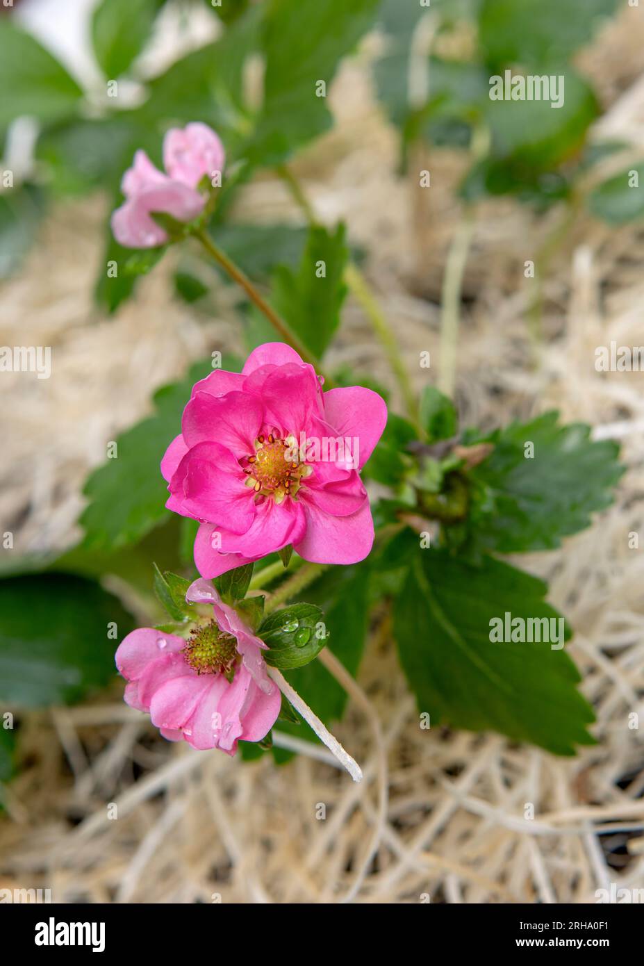 Beautiful pink flowering Ornamental Strawberry plant in flower. Variety ...