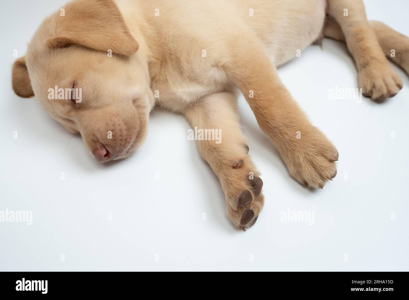 Beautiful sleeping dream labrador puppy isolated on white studio ...